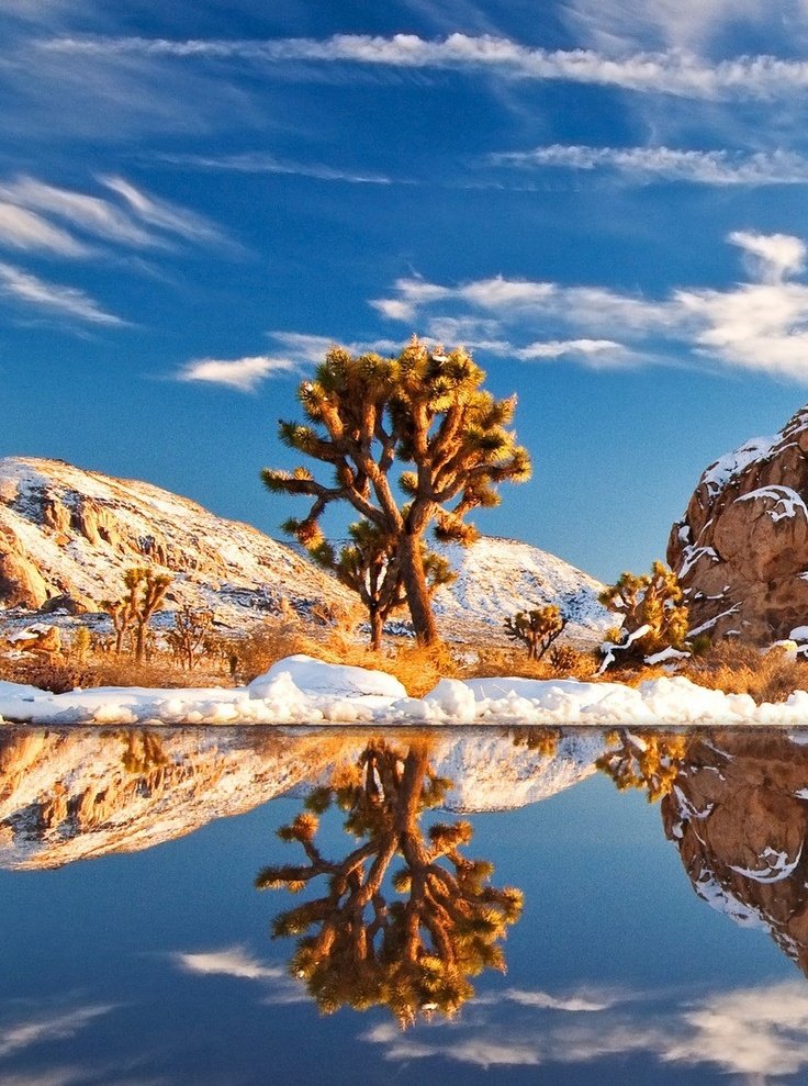11 Awesome Images To Describe Joshua Tree National Park in California ...