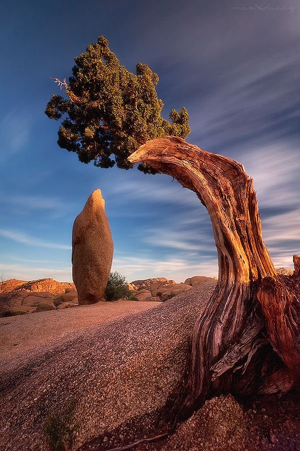 11 Awesome Images To Describe Joshua Tree National Park in California ...